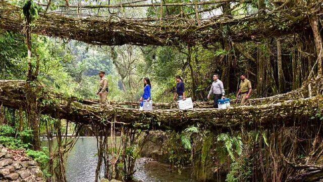 Meghalaya's Root Bridges on tentative list of UNESCO world heritage ...