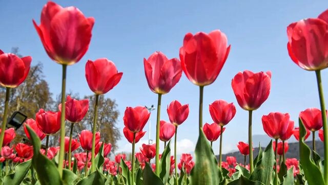 A floral delight: Inside Srinagar's breathtaking Tulip Garden - Photos ...