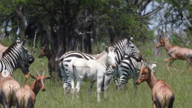 Watch: Rare albino zebra spotted in Tanzania, leaves internet users ...