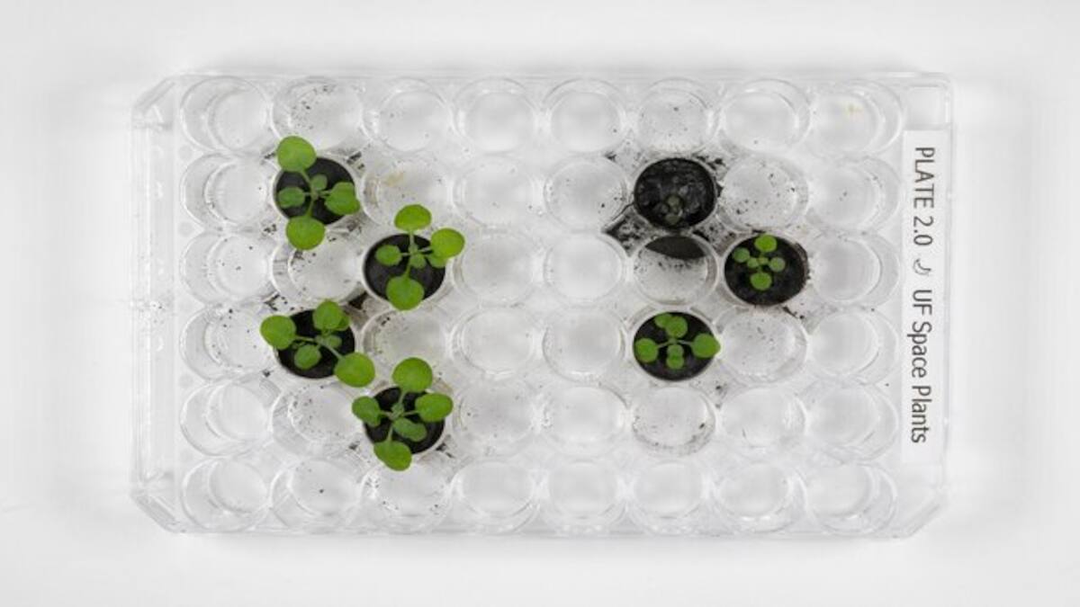 Scientists grow plants in soil from Moon for first time in history ...