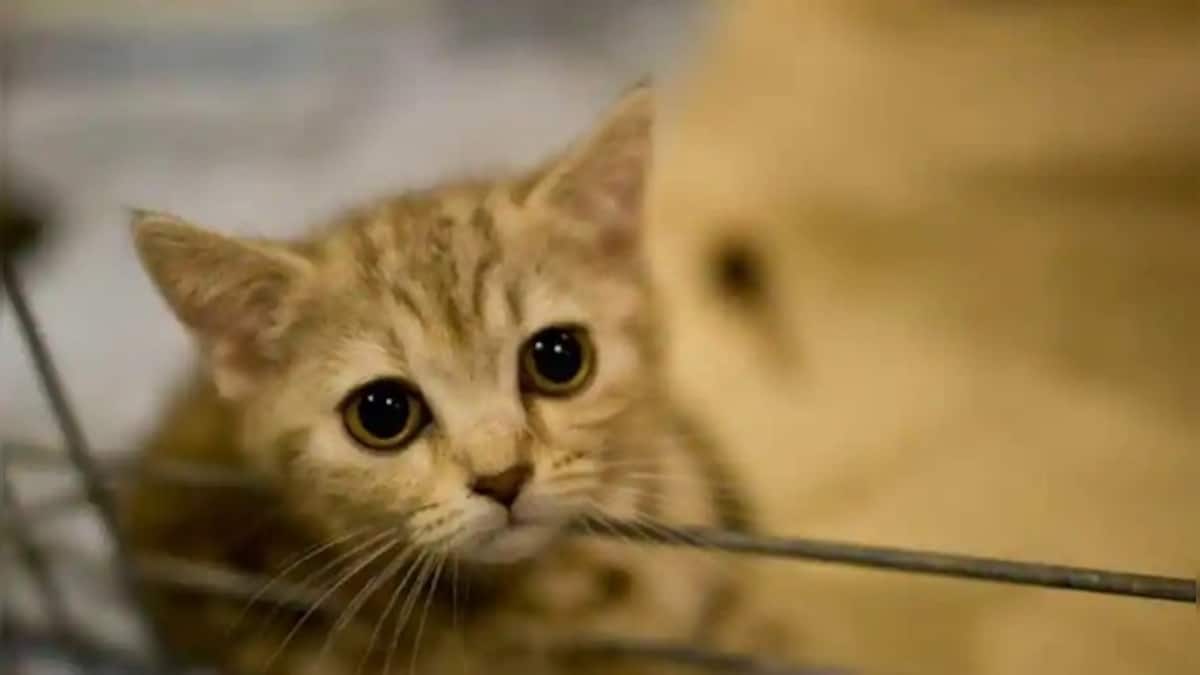 International Cat Day: History, significance and how to celebrate ...
