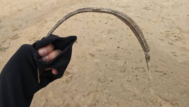 Mysterious sea creature found in Ireland, sparks debate on social media