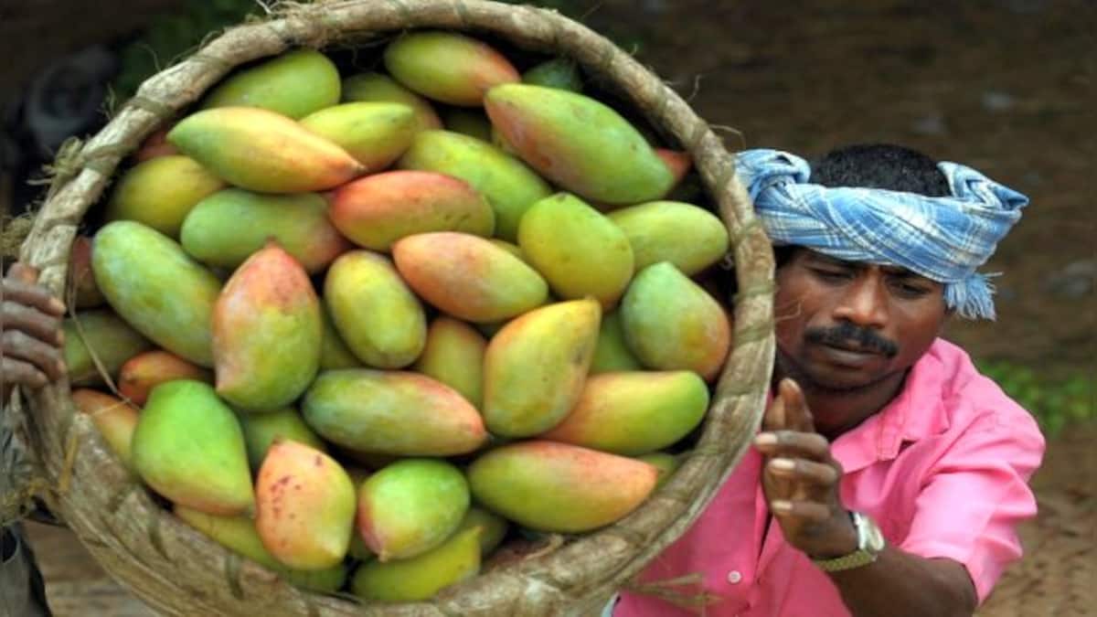 Mankurado, Alphonso, Langra and Kesar: Who will win the never-ending ...