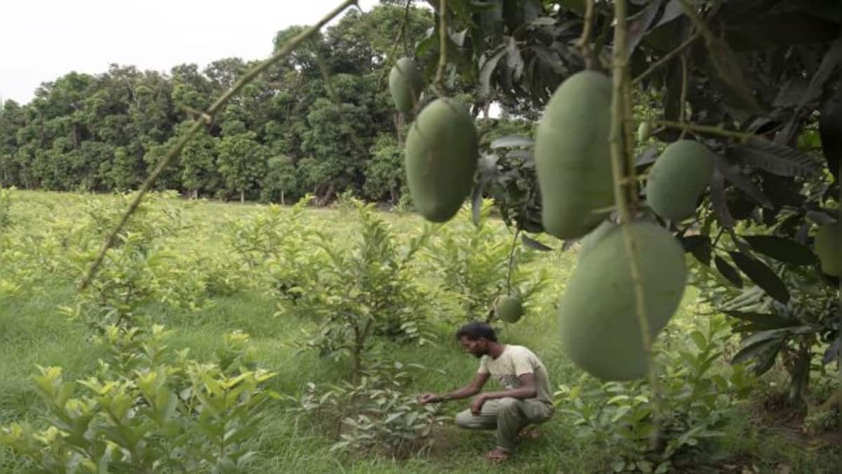Explained: How the blistering heatwave has damaged India's precious ...