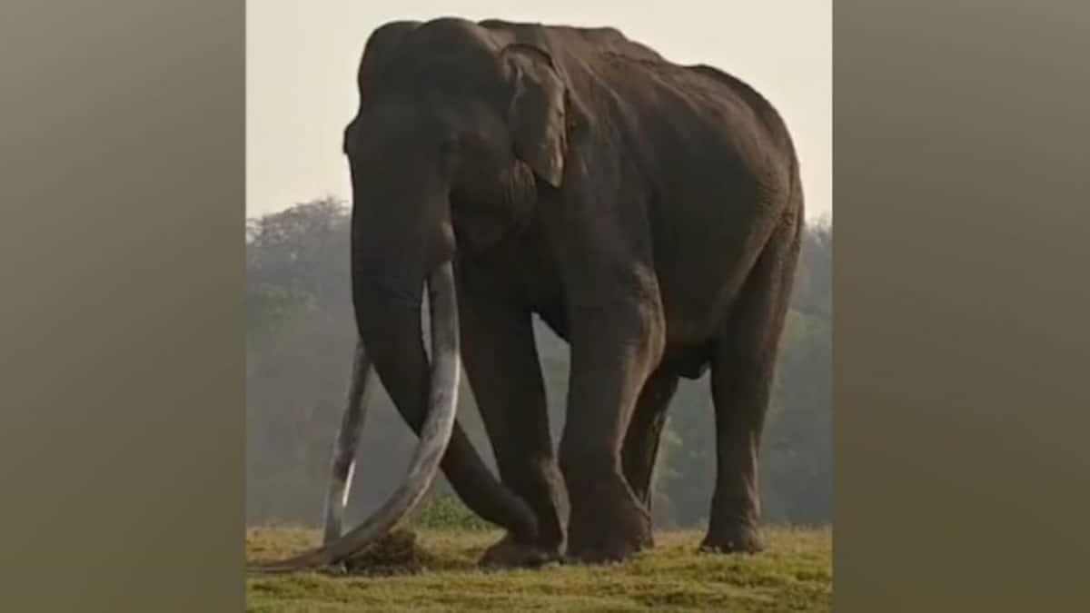 Kabini's famous elephant with longest tusks no more: What you need to ...