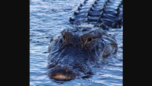 Watch: Huge alligator charges at Florida man taking its pictures ...