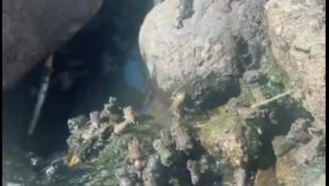 UK man posts video of 1 million strong 'frog army', slammed by internet ...