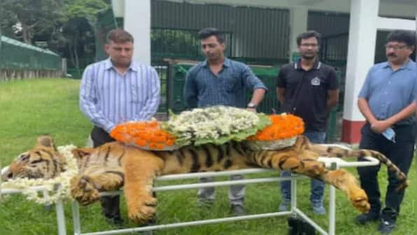 'Pride of India': The legend of Raja, the world's oldest tiger in ...