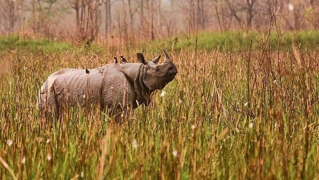 Assam's Barak Valley set to get second wildlife sanctuary