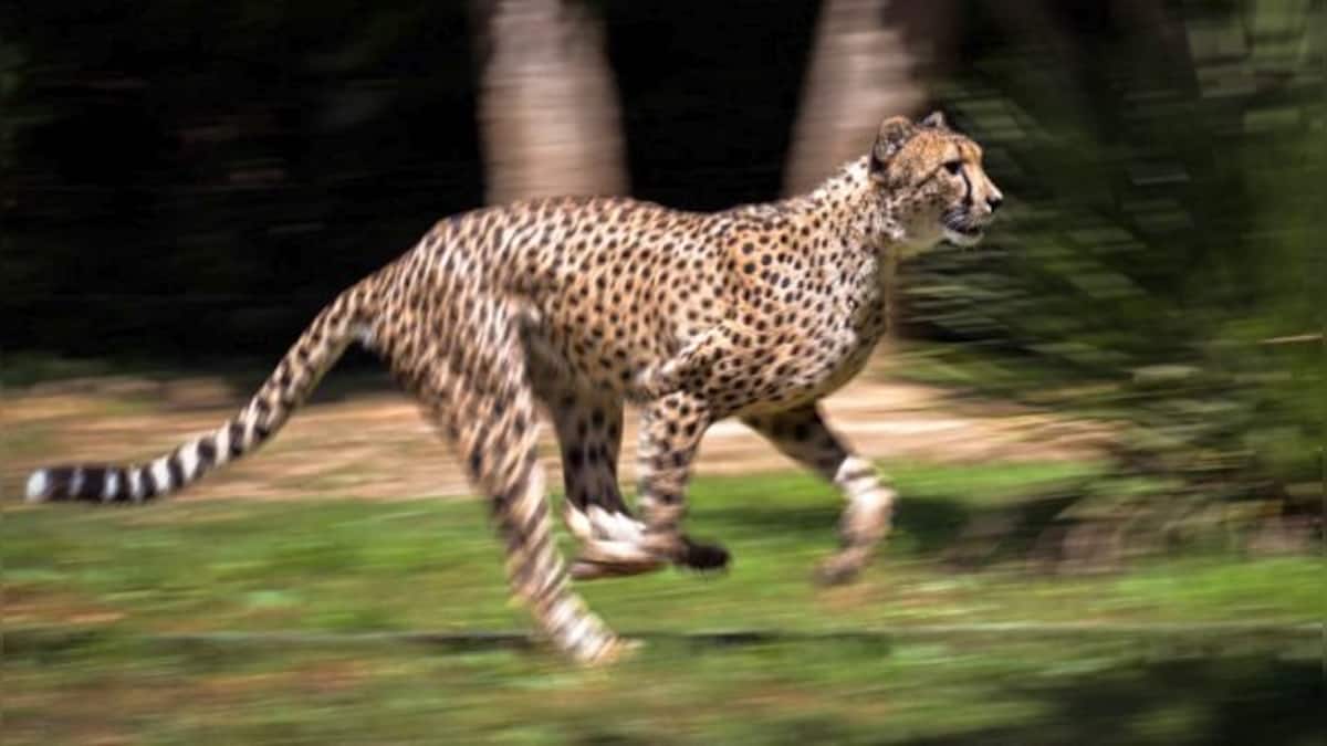 MP: Seven helipads to come up in Kuno National Park for cheetah ...
