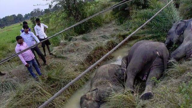 A jumbo tragedy: Why Odisha has become dangerous for elephants – Firstpost