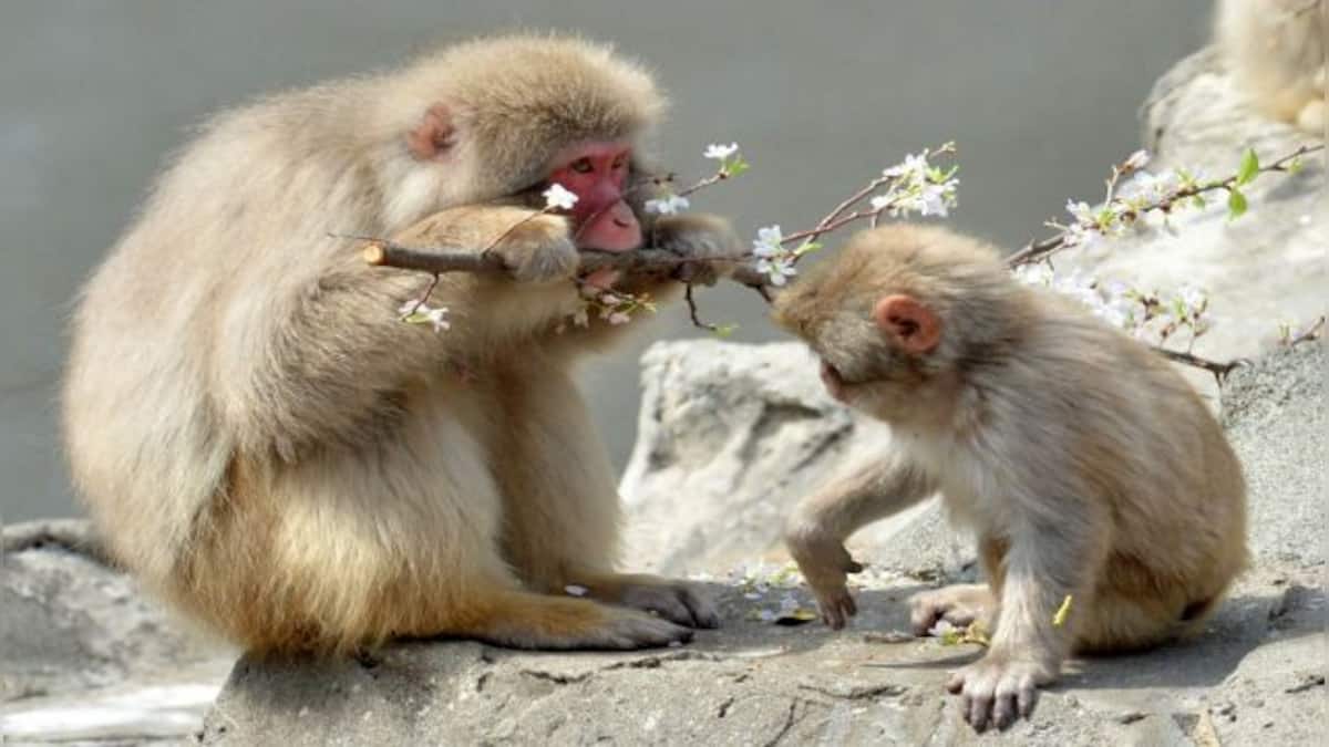 Japanese city under attack! How monkeys have become a menace in ...