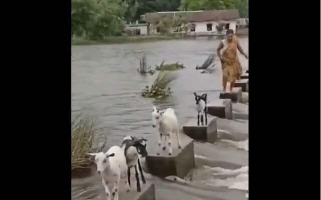 Watch: Goats skillfully cross overflowing river, internet says humans ...