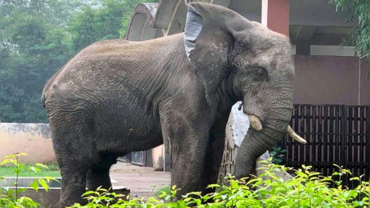 The sad, lonely existence of African elephant Shankar at Delhi zoo and ...