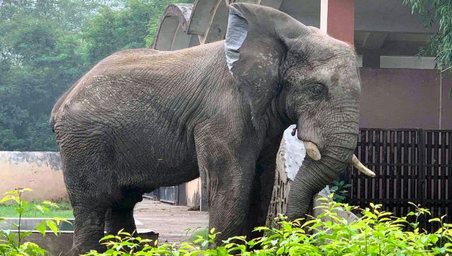 Why the death of Shankar, lone African elephant in Delhi zoo, is under ...