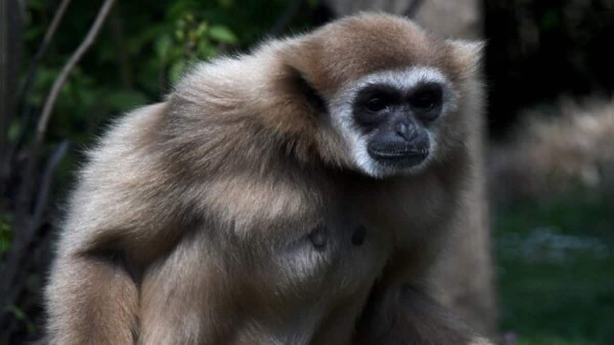 Cambodia: Revival of endangered pileated gibbons at Angkor Wat – Firstpost