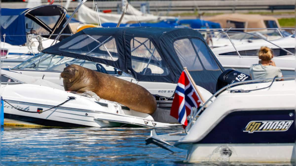 Why did Norway euthanise Freya, the famous walrus who captivated crowds ...