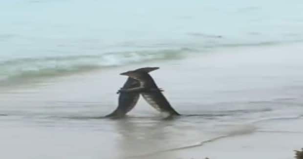 Watch: Monitor lizards share a warm hug, internet is in complete a