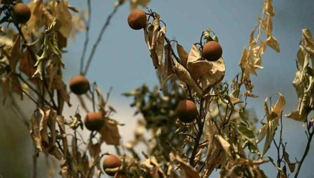 Drought in southern China: Crops fail, farmers long for rain ...
