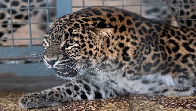 leopard spotted roaming near IIT Bombay campus