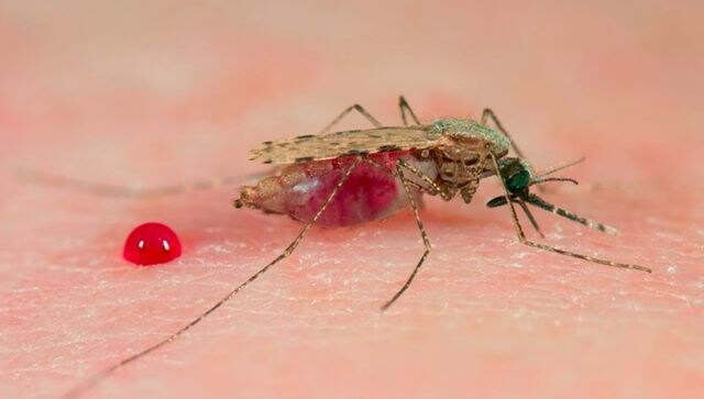 Genetically modified mosquitoes by scientists can't spread malaria