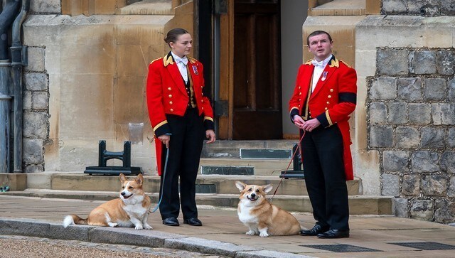 Queen Elizabeth II funeral: Corgis, pony, and a spider, the unusual ...