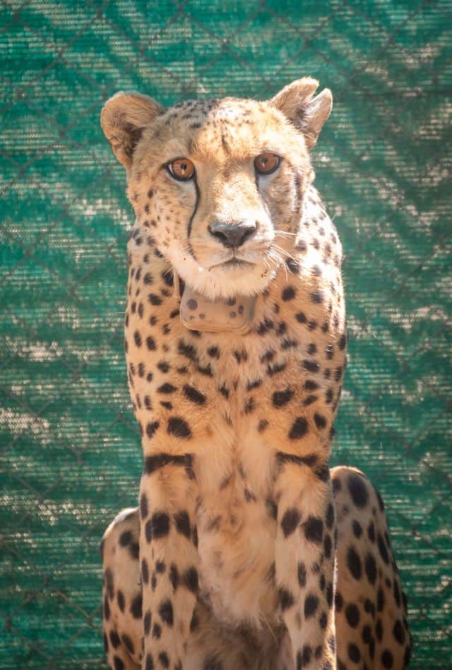 From Namibia with Love: The cheetahs are all set for their journey to ...