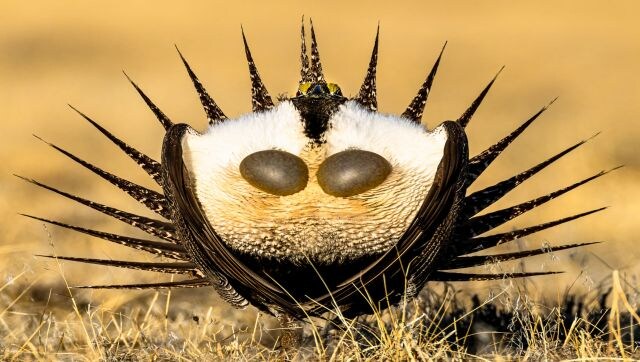 Feathered wonders! The winners of Bird Photographer of the Year contest ...