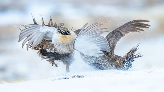 Feathered wonders! The winners of Bird Photographer of the Year contest ...