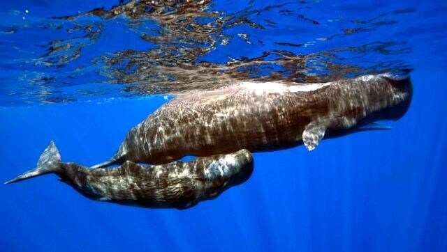 Whale vomit worth Rs 10 crore seized in UP: What is ambergris and why ...