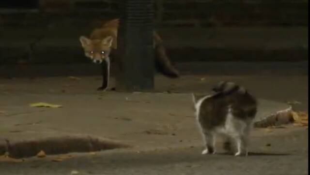 Larry the cat fights off an intruder fox at the No 10 door in viral video