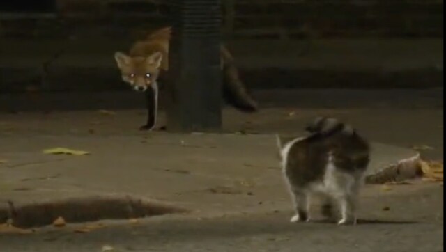 Larry the cat fights off an intruder fox at the No 10 door in viral video