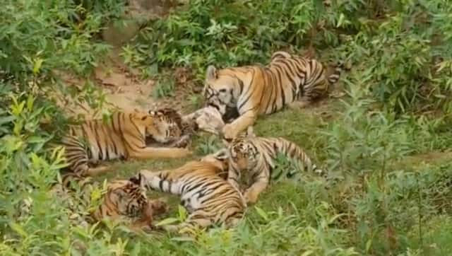 Watch: Tigress enjoys meal with her cubs in adorable video