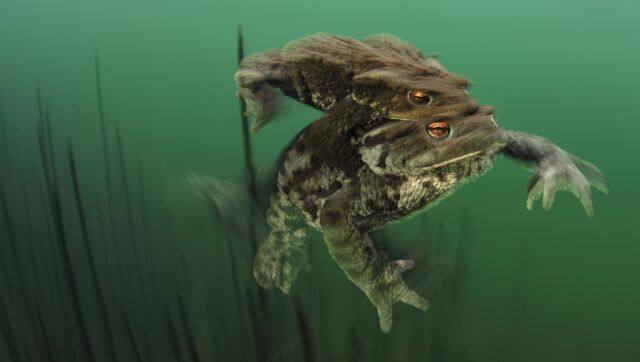 Hungry eagles, fiery volcanoes and Angelina Jolie! The best of 2022 ...