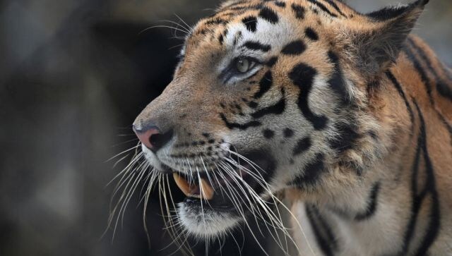 The killing of ‘man-eater’ of Champaran, India’s controversial hunter ...