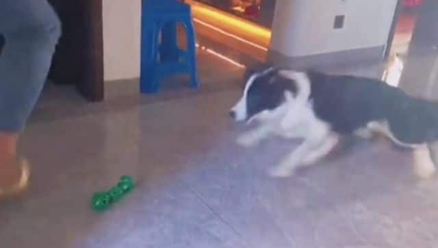 Viral video shows dog's professional 'goalkeeping' skills; watch