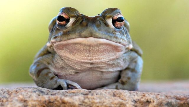 Toad-ally crazy: Why are people in the US licking the Sonoran desert toad?