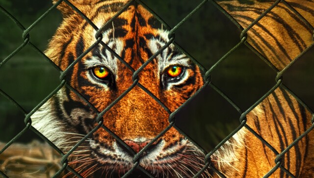 AA Films picks up Warren Pereira’s award winning conservation ...