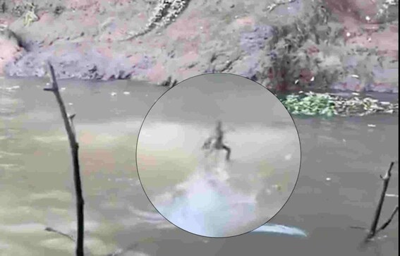 Video of 'Jesus' lizard walking on water goes viral