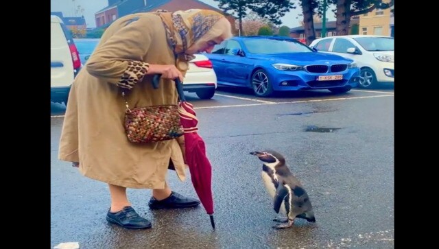 'Exchange of views' between old lady and little penguin in parking ...