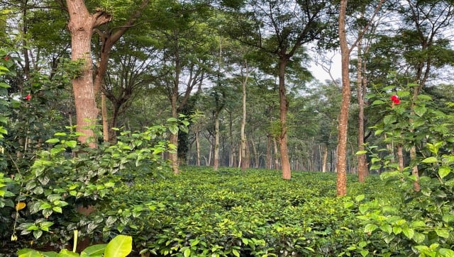 'Ma-guru' in Chhattisgarh forests: How a spiritual leader turned barren ...