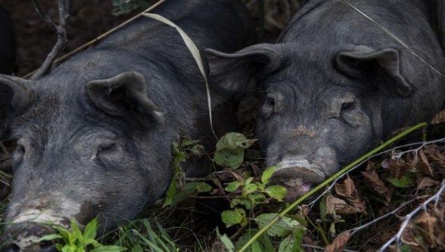 What are Canada's 'super pigs' and why are they deadly?