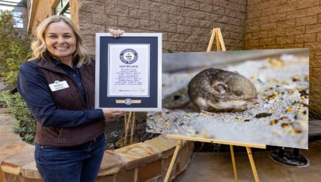 Meet Pat, the Pacific pocket mouse Guinness Book named the world's ...