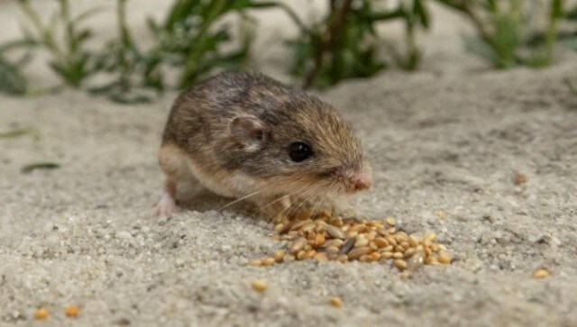 Meet Pat, the Pacific pocket mouse Guinness Book named the world's oldest
