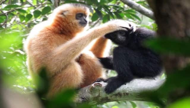 Explained: How did an isolated Japanese gibbon get pregnant in a zoo cage?