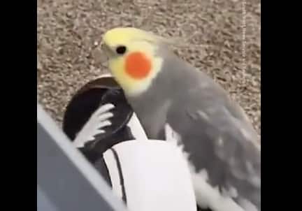 Parrot goes viral for ability to mimic iconic songs; watch