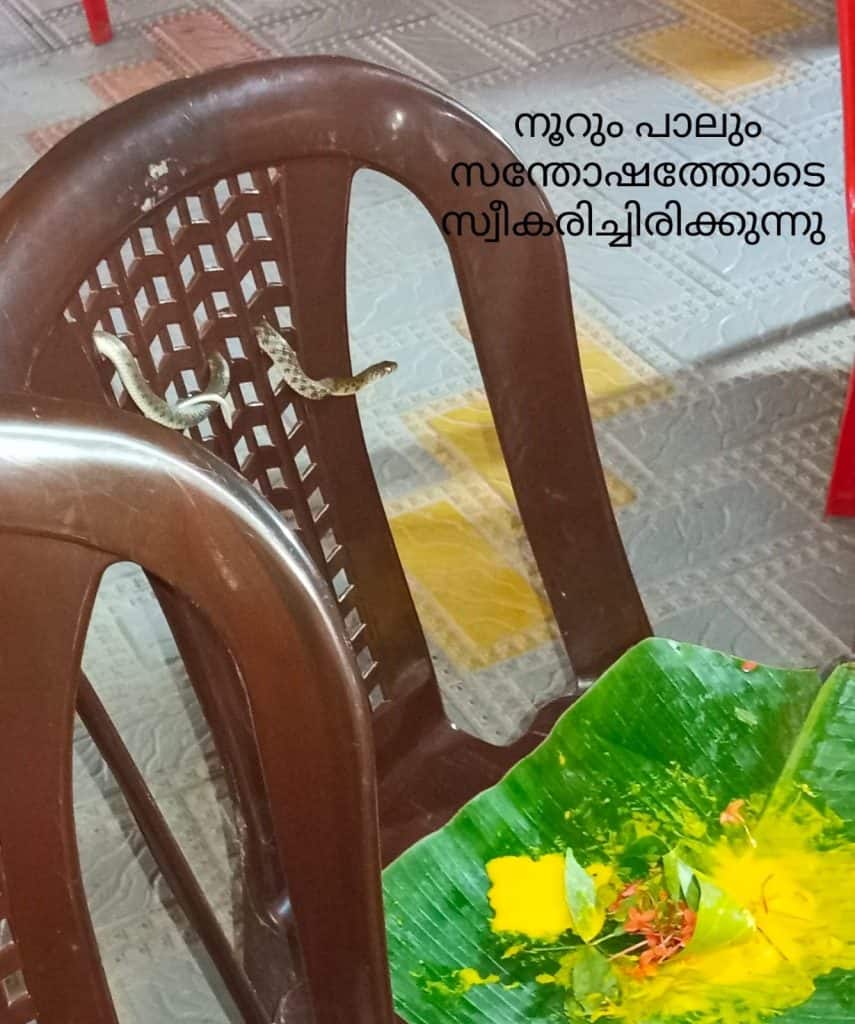 Shadow Warrior | Sarpam Thullal: The Naga dance of Kerala