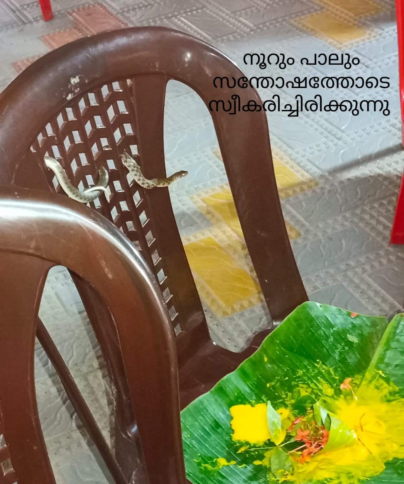 Shadow Warrior | Sarpam Thullal: The Naga dance of Kerala