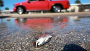 Raining Fish: Why an Australian town experienced fish falling from the ...