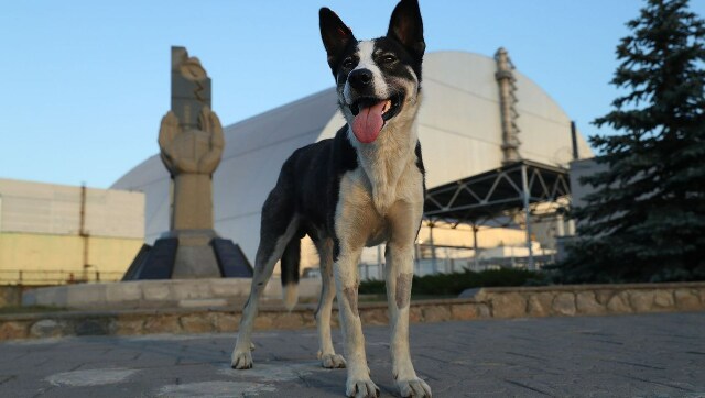 Watch: Dogs in Chernobyl have ‘mutated’ because of constant exposure to ...